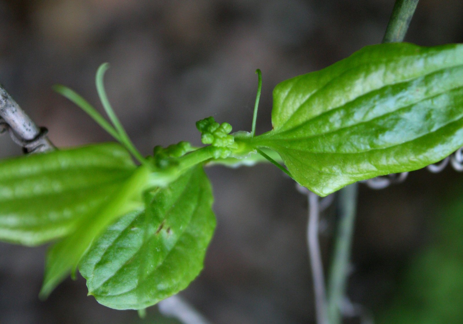 Natro Bolic Laxogenin – NA Supplements